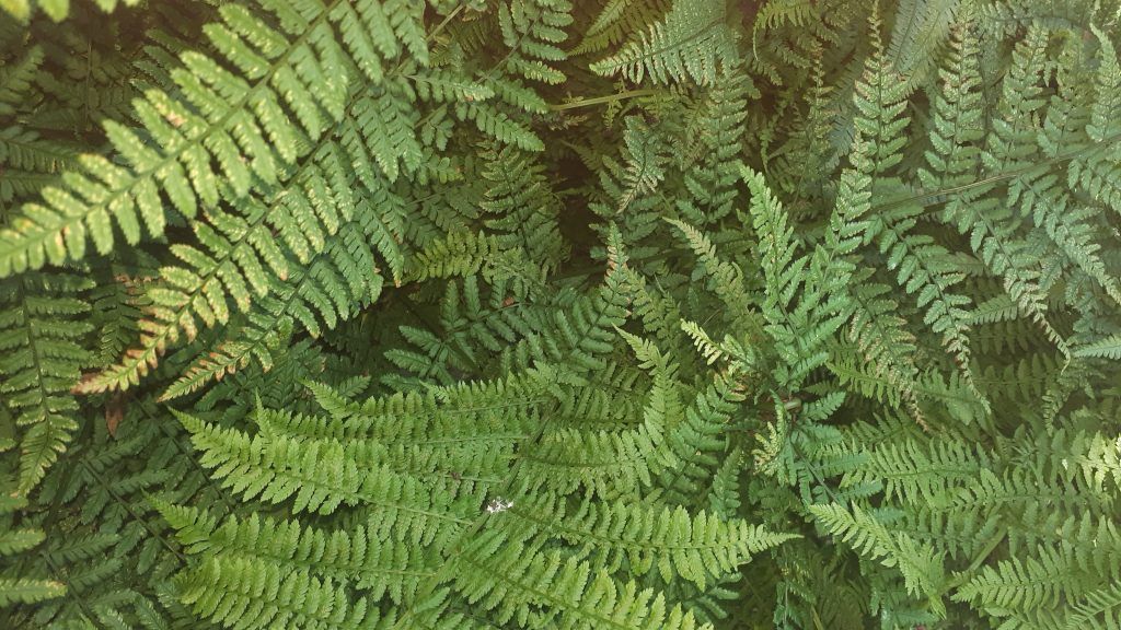 The Lost Words June: Fern - Get Out More