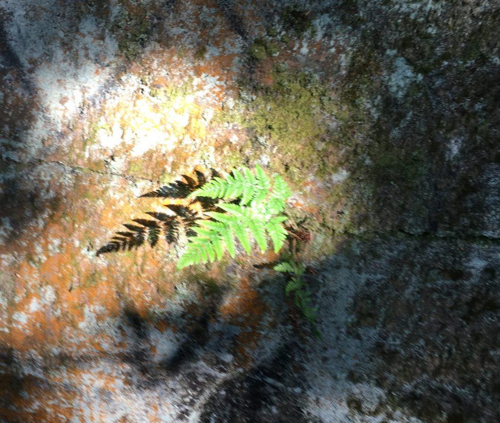 The Lost Words June: Fern - Get Out More