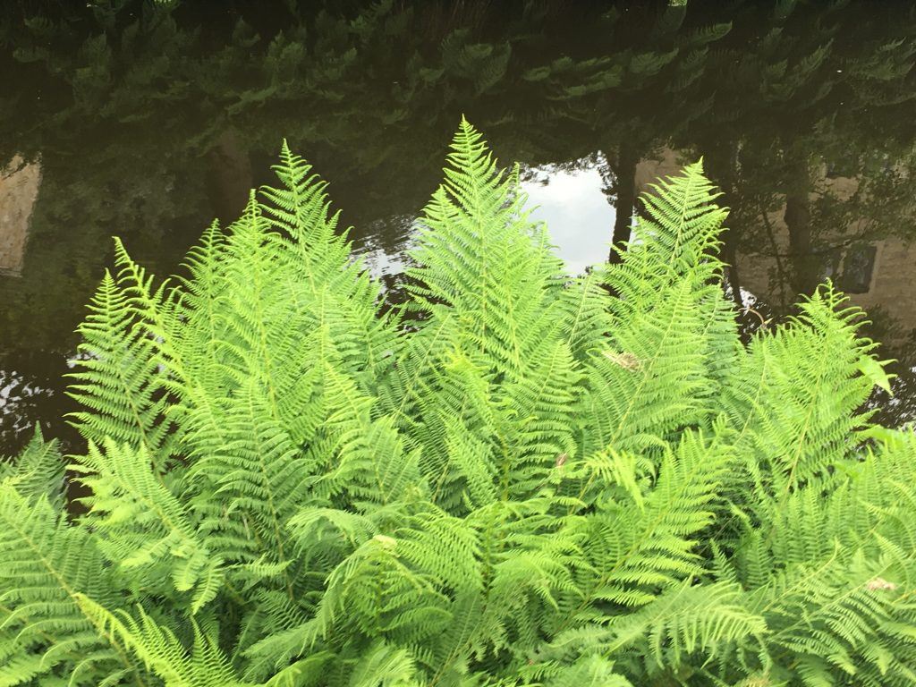 The Lost Words June: Fern - Get Out More