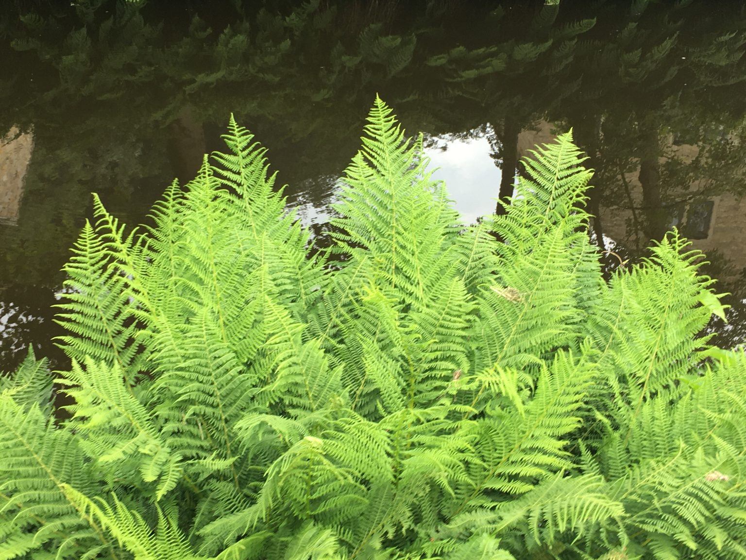 The Lost Words June: Fern - Get Out More