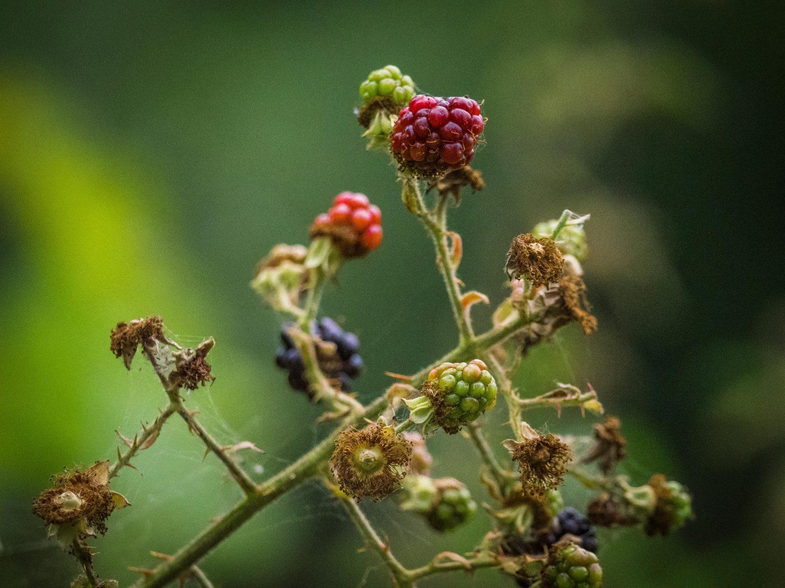 The Lost Words August: Bramble - Get Out More
