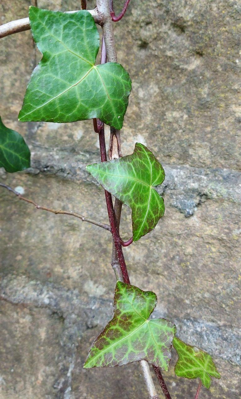 The Lost Words November: Ivy - Get Out More